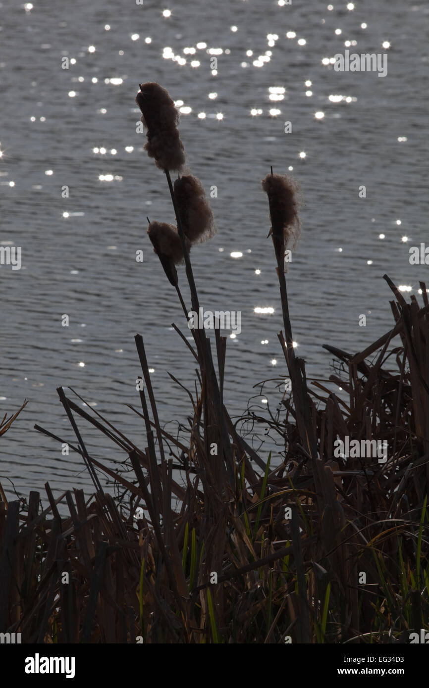 Seed Heads or Panicles of Reed Mace or Bulrush (Typha latifolia ...