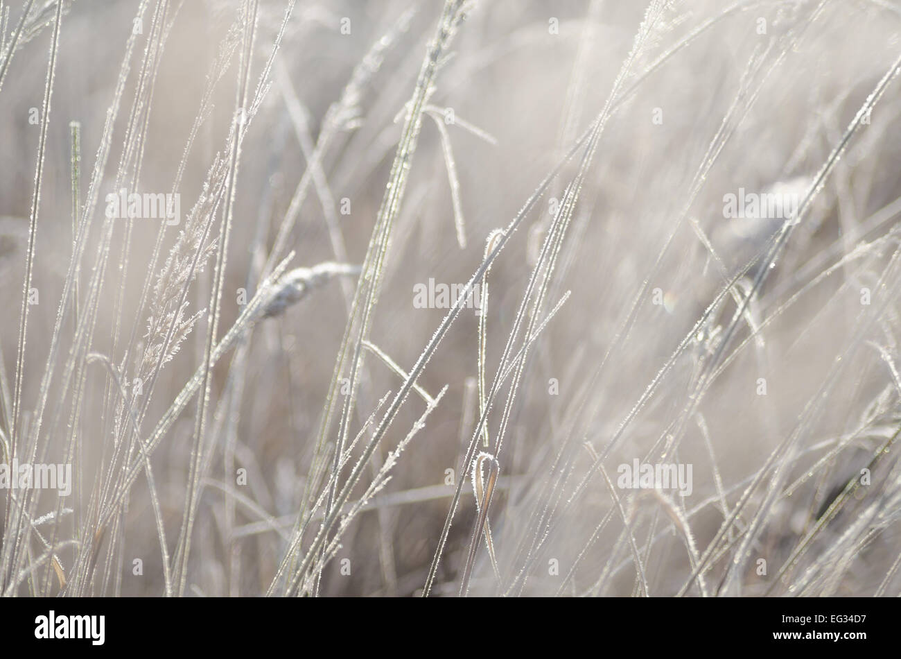 Sunny frost hi-res stock photography and images - Alamy