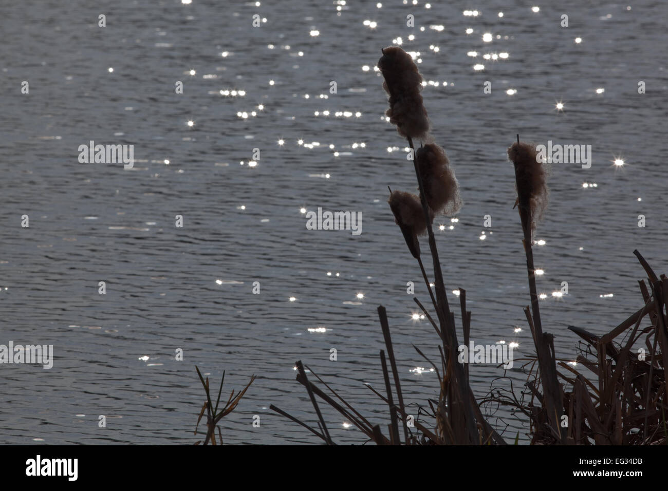 Seed Heads or Panicles of Reed Mace or Bulrush (Typha latifolia ...