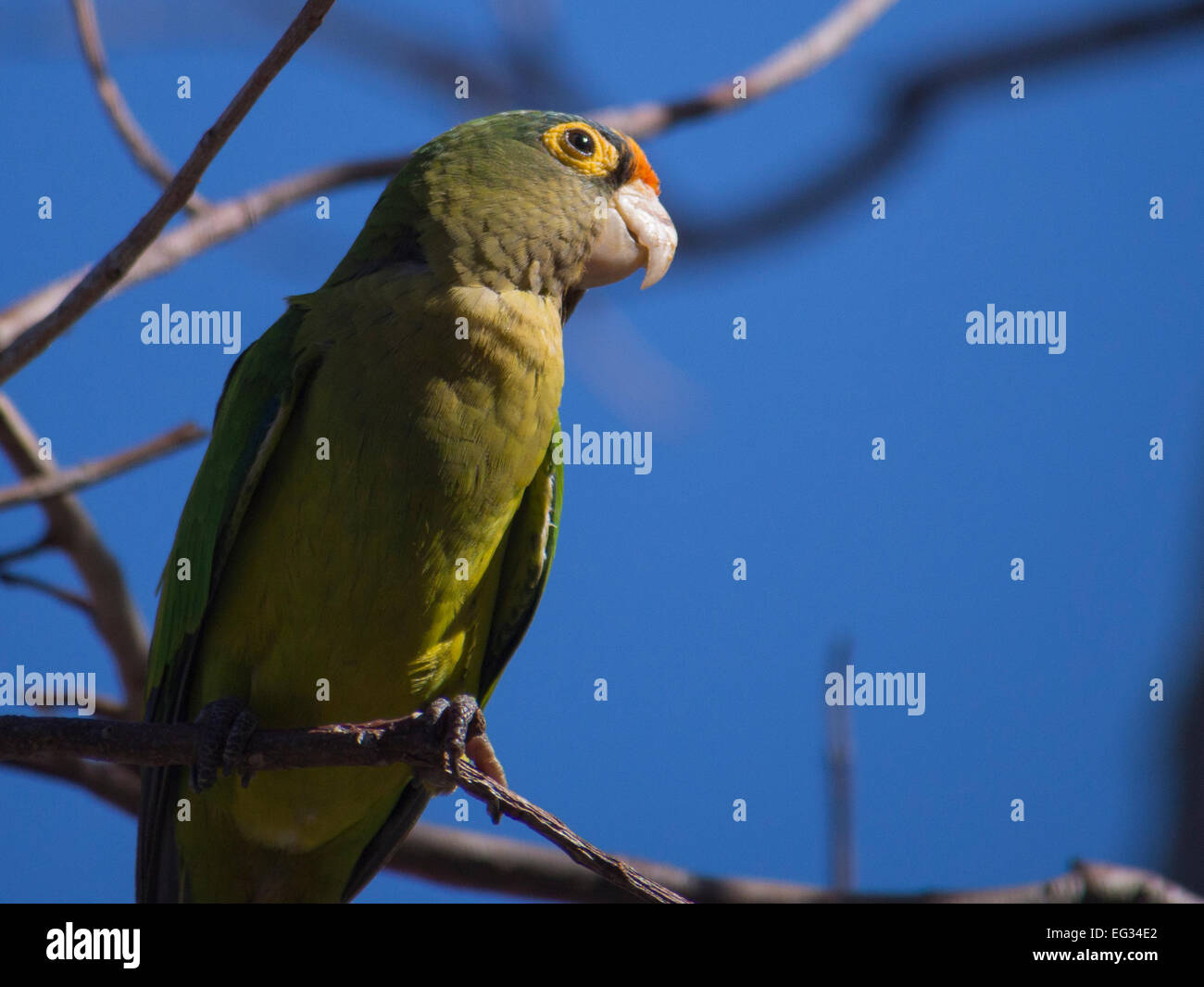 Orange fronted Parakeet on a branch Stock Photo - Alamy