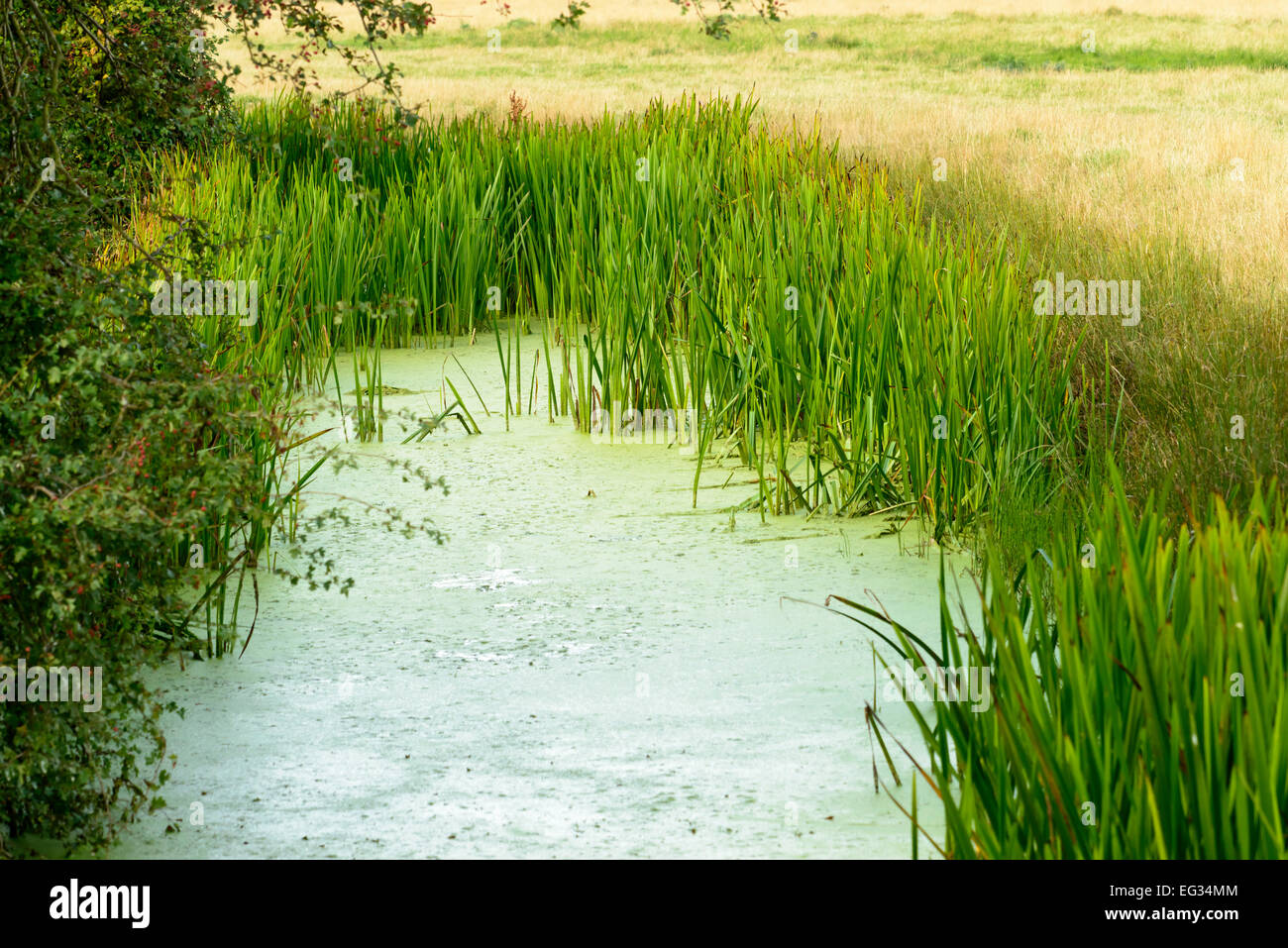 Backwater view hi-res stock photography and images - Alamy