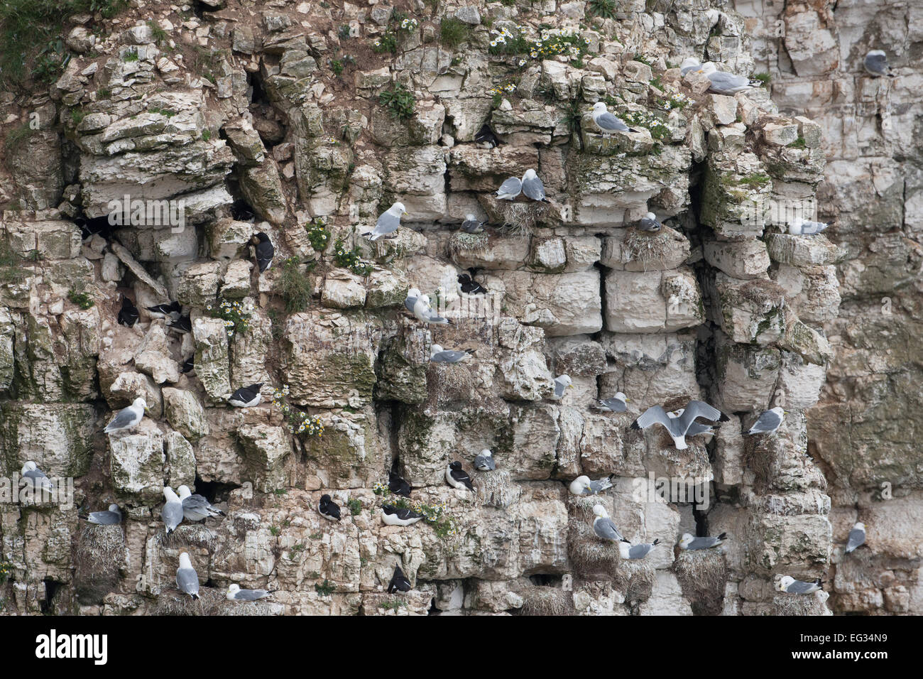 Seabirds on the cliffs Stock Photo - Alamy