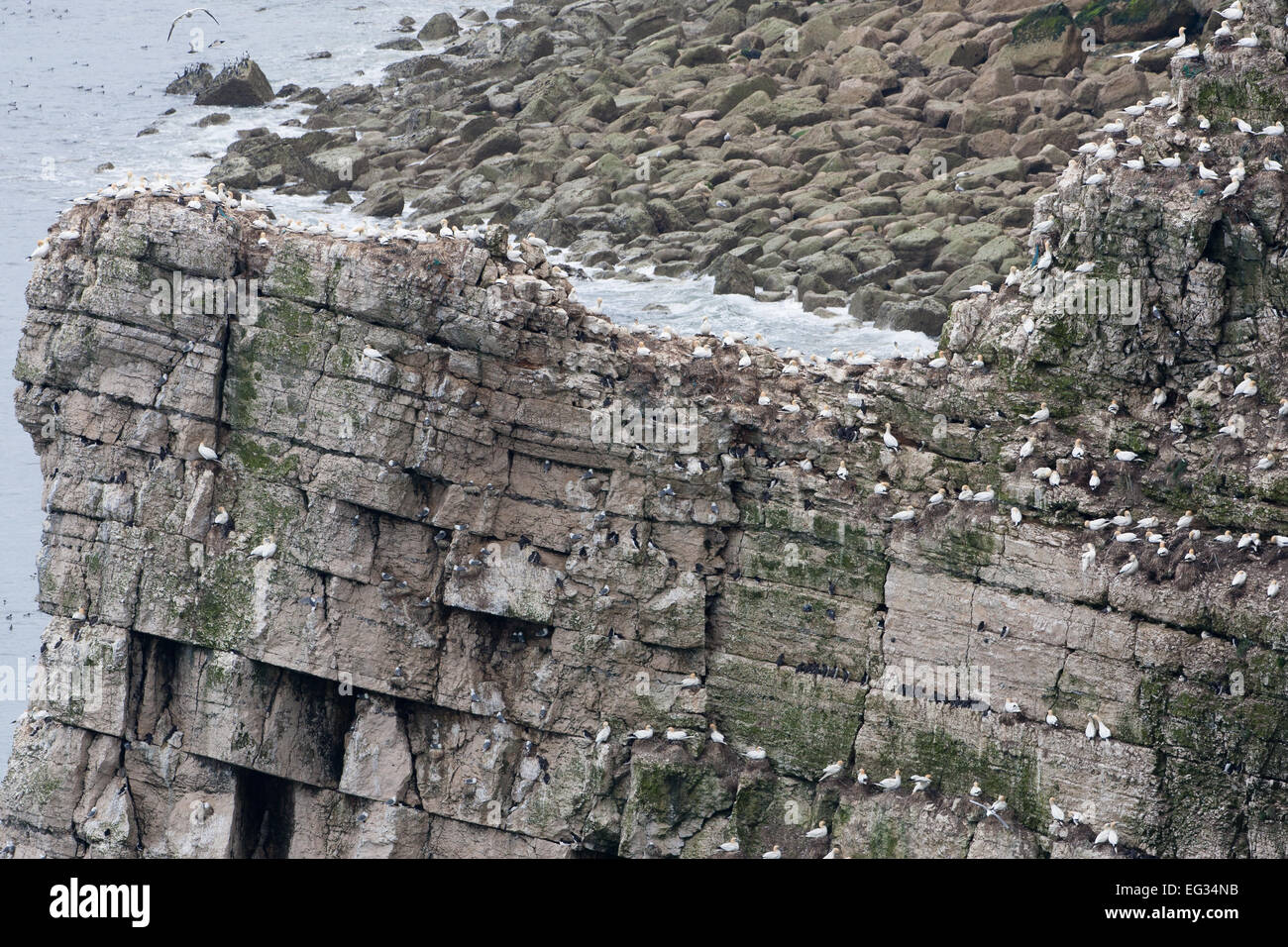 Seabirds on the cliffs Stock Photo - Alamy