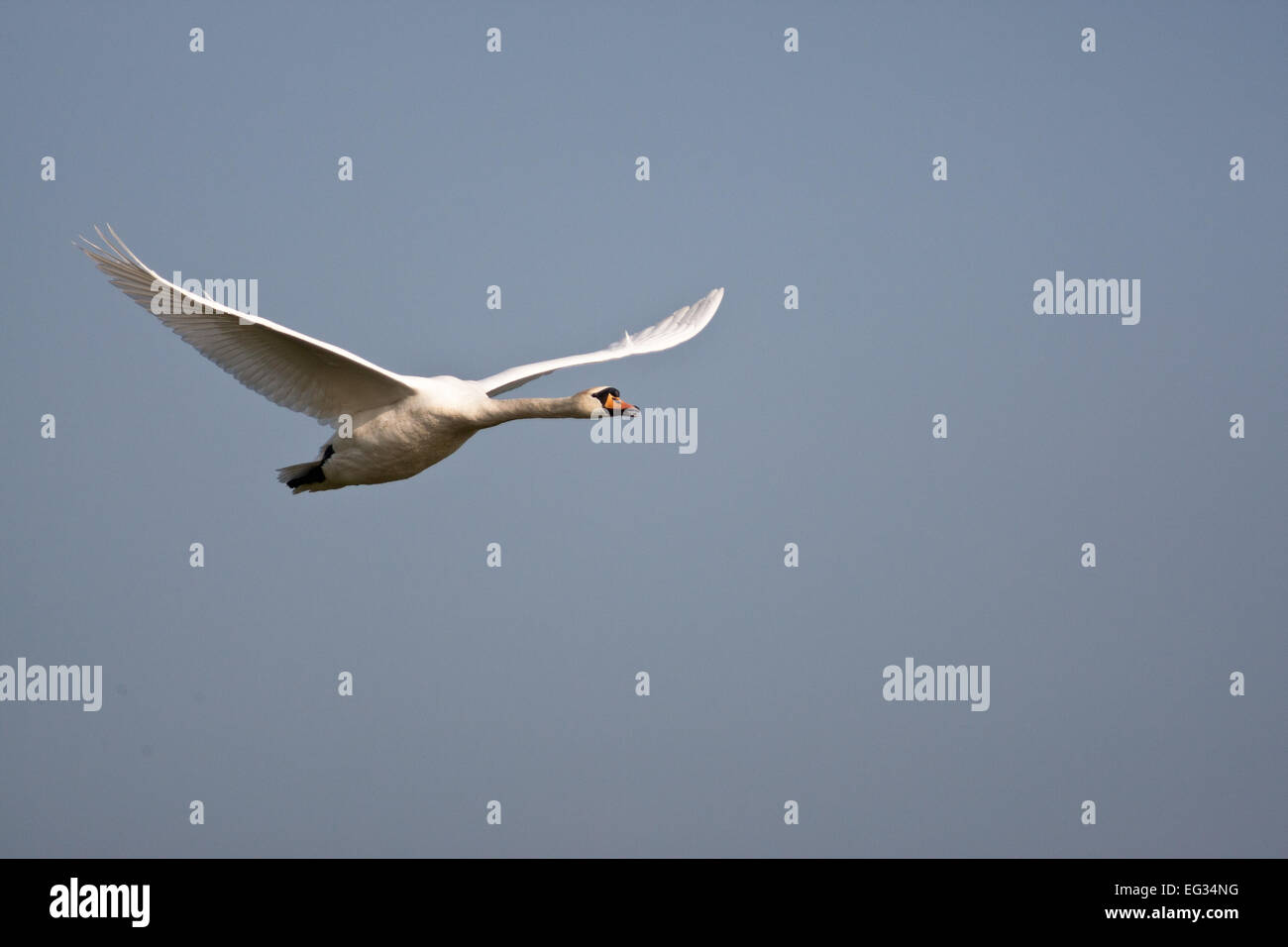 Wildlife swan flying hi-res stock photography and images - Alamy