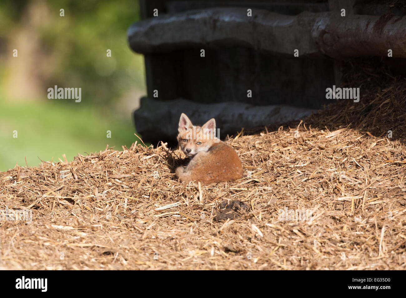 Red fox pups hi-res stock photography and images - Alamy