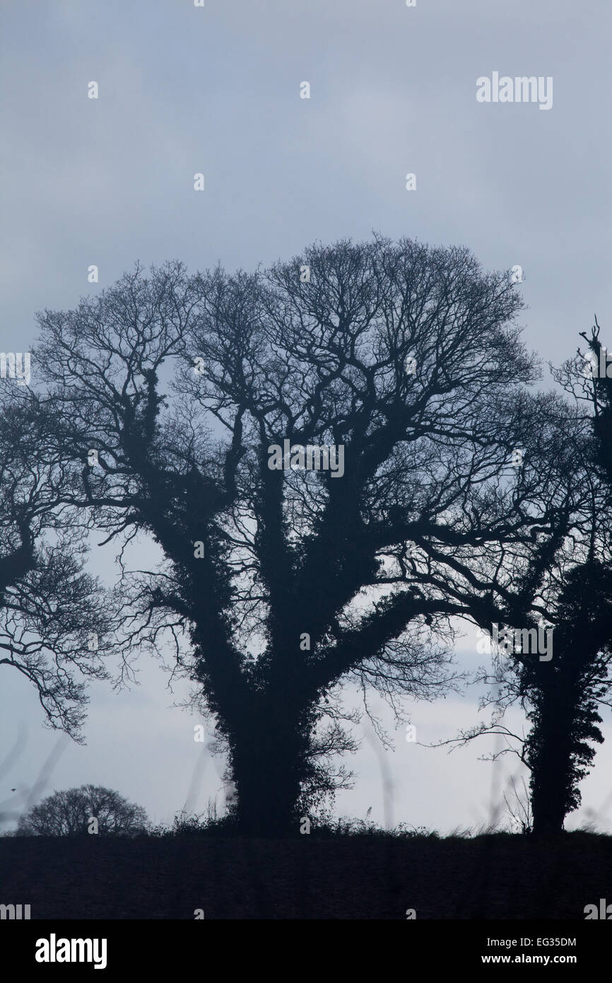 Common, English or Pedunculate Oak Trees (Quercus robur). Winter ...