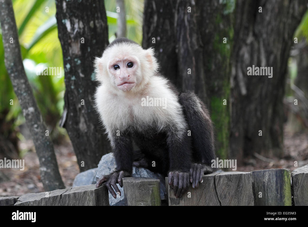 White-headed Capuchin Monkey (Cebus capucinus) - Roatan, Honduras Stock ...