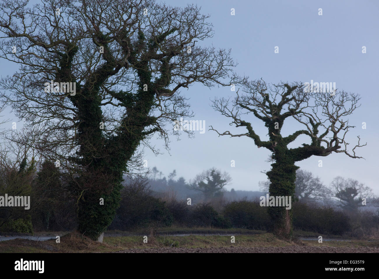 Oak trees quercus robur hi-res stock photography and images - Alamy