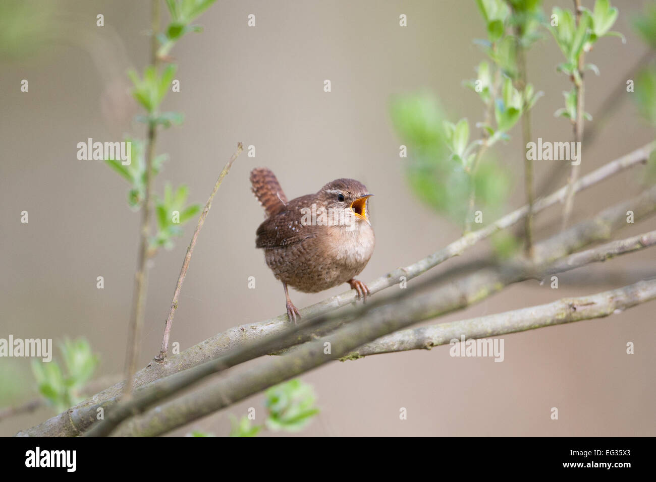 Wren Flying Stock Photos & Wren Flying Stock Images - Alamy