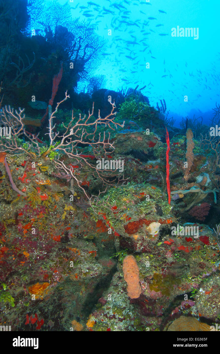 Coral reef composition hi-res stock photography and images - Alamy
