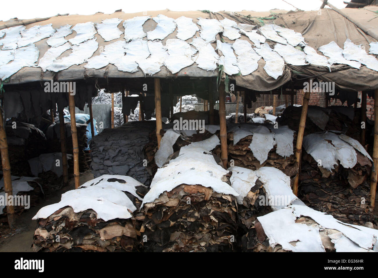 Drying leather under sun. The processed leather will be used to make ...