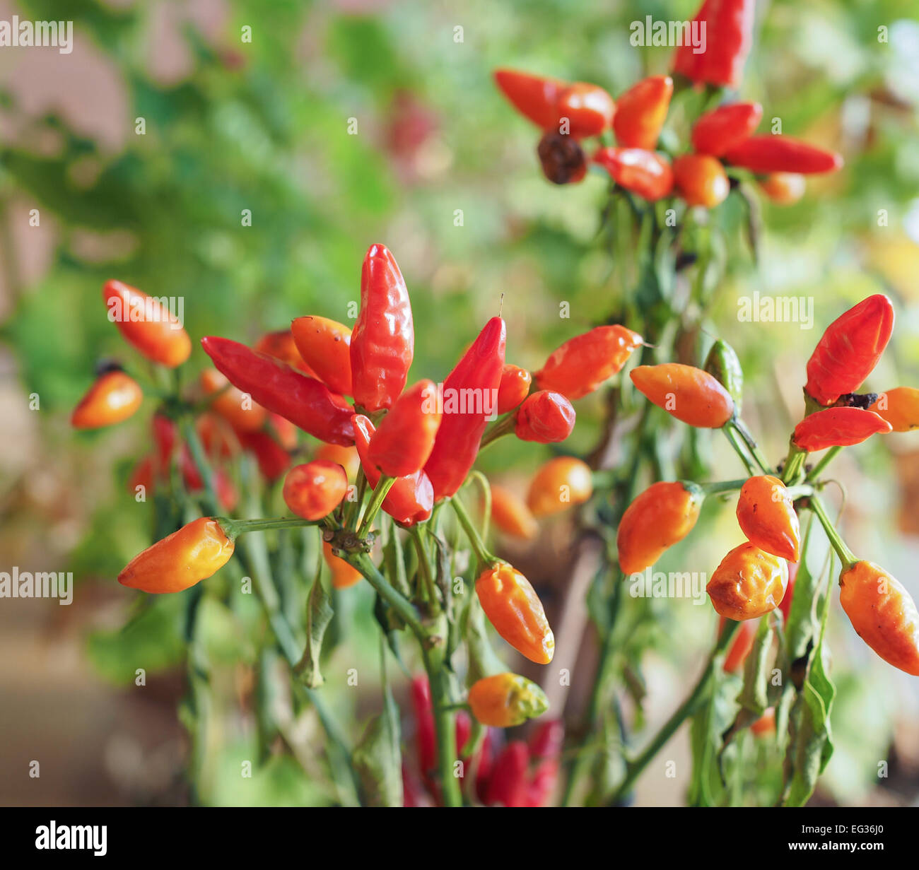 Red hot chili peppers plant useful as a spice Stock Photo - Alamy