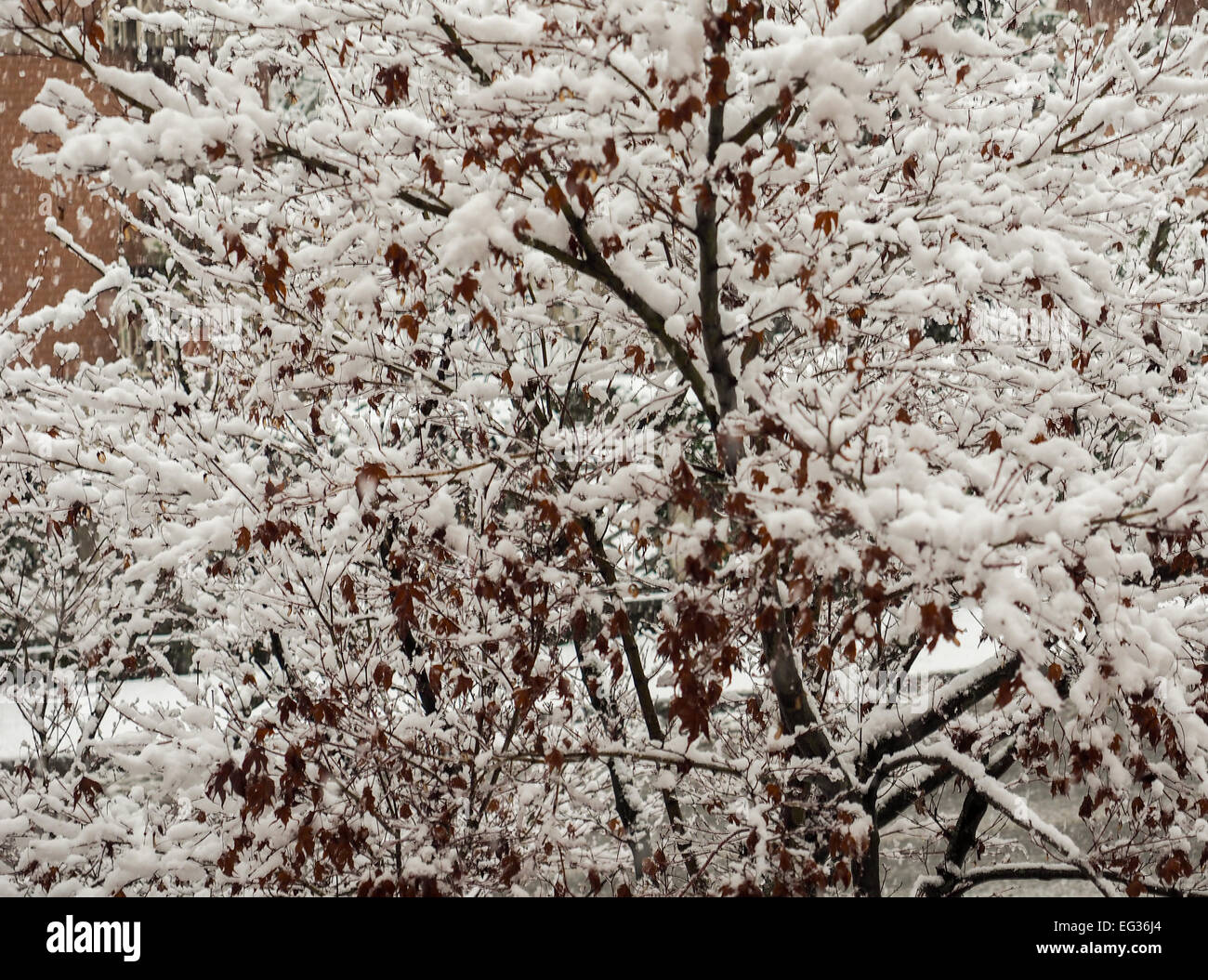Red Canadian maple acer tree covered in snow in winter Stock Photo - Alamy