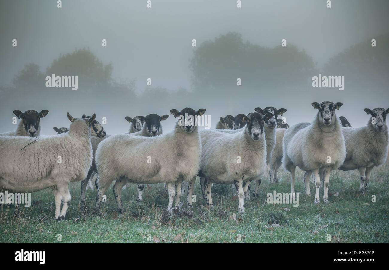 Flock animals hi-res stock photography and images - Alamy