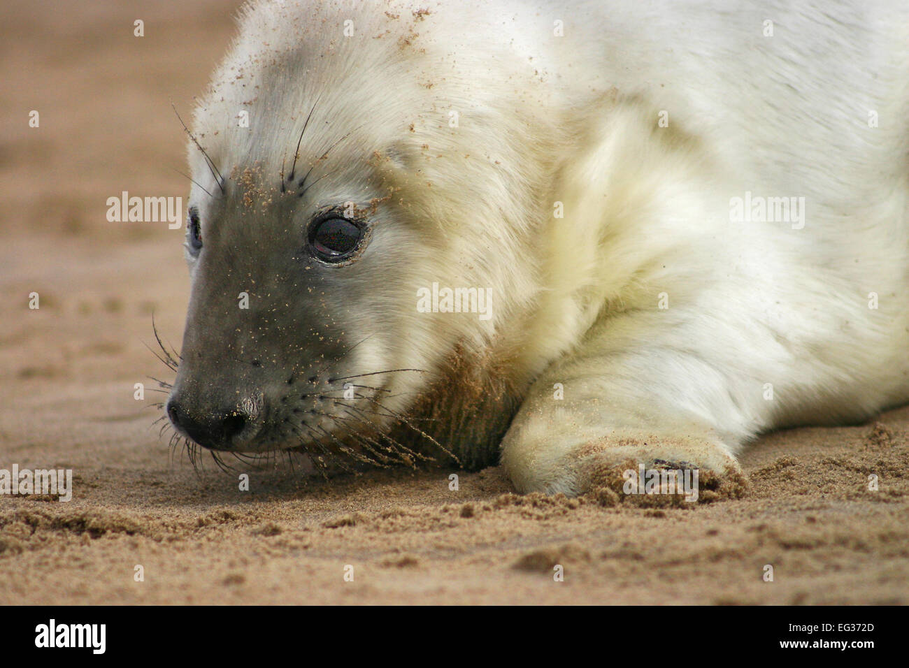 Scrabbling hi-res stock photography and images - Alamy