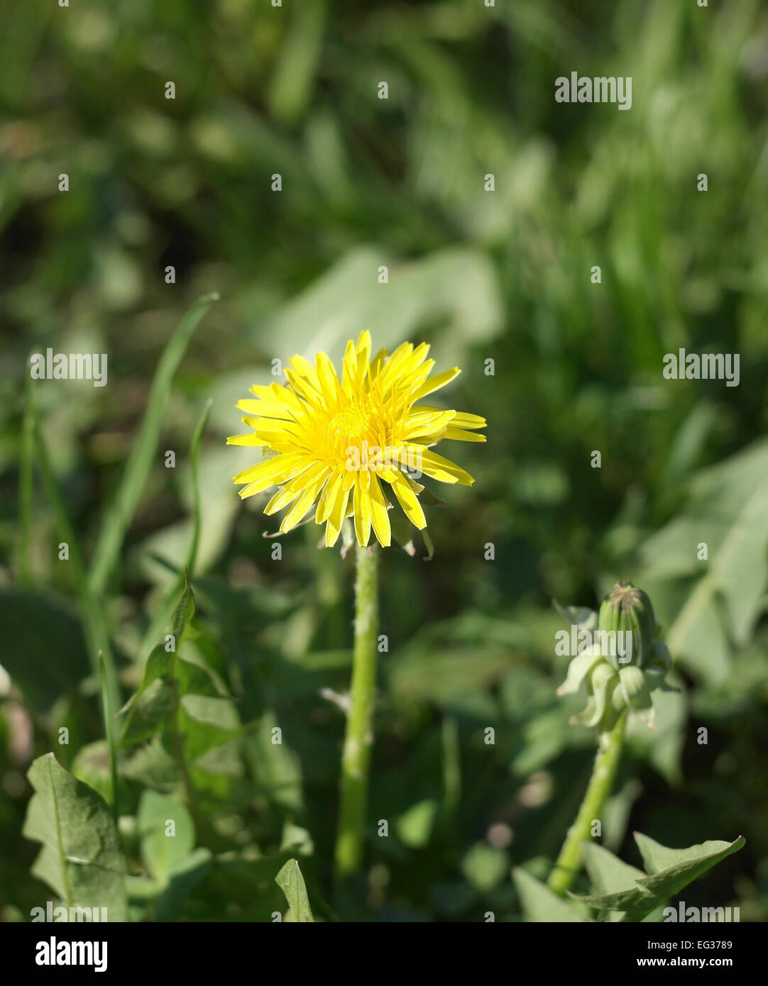 Dandelion at Spring Stock Photo - Alamy
