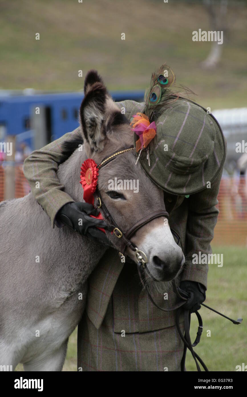 Winning donkey at the Ellingham & Ringwood Show Stock Photo - Alamy