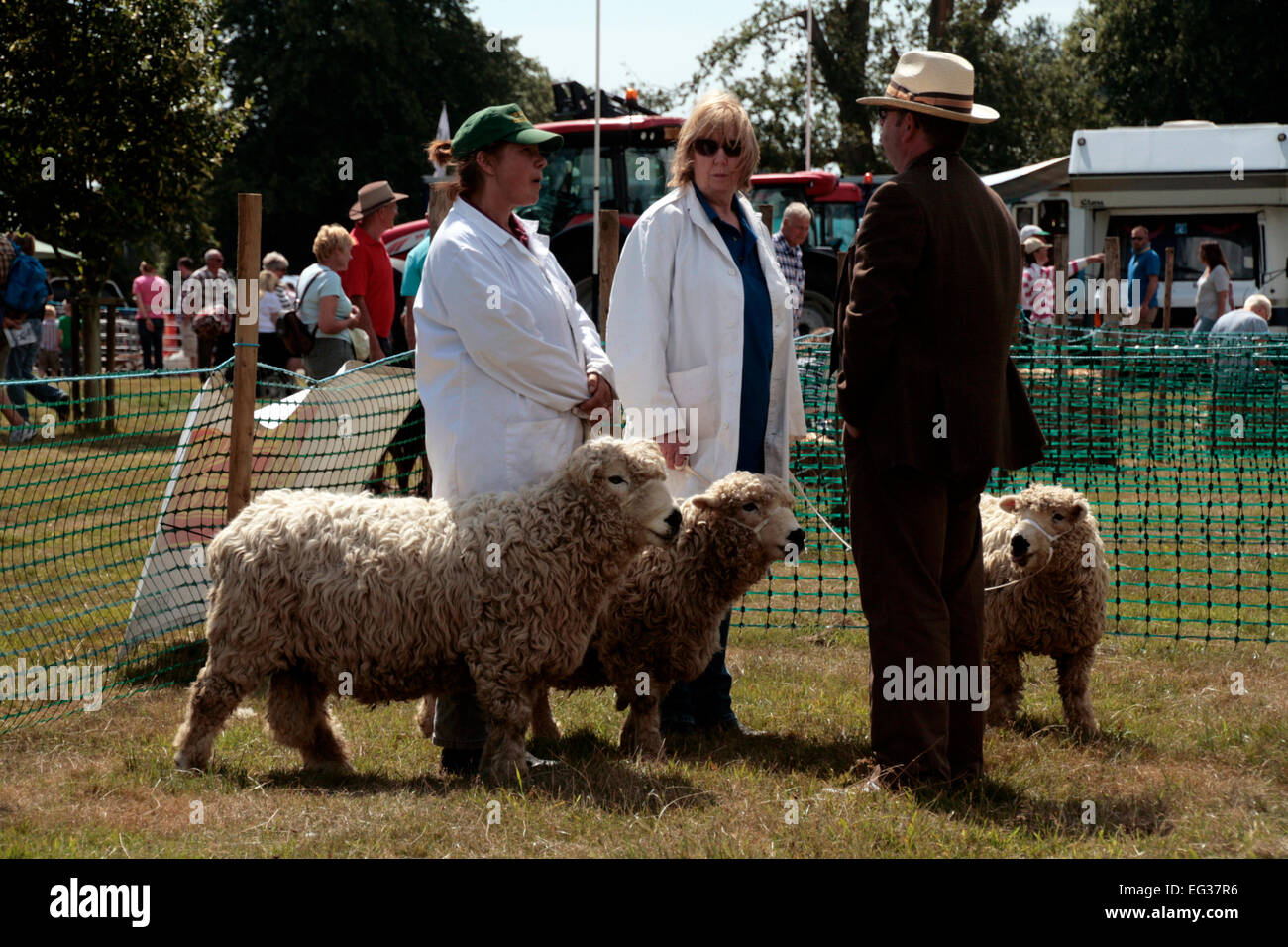 Sheep being shown at the Ellingham & Ringwood Agricultural Show Stock ...