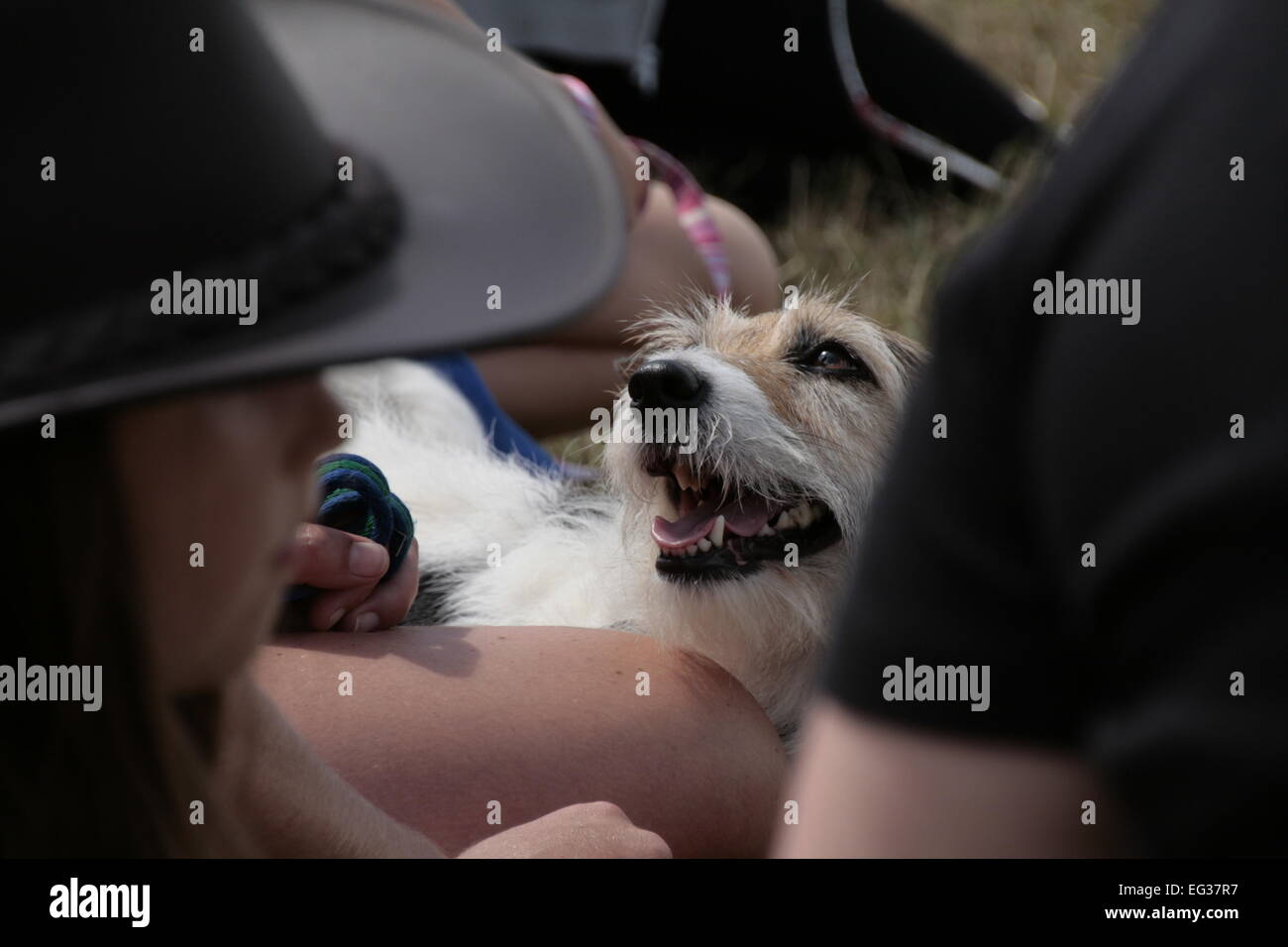 Jack Russell terrier taking part in a fun dog show at the Ellingham ...