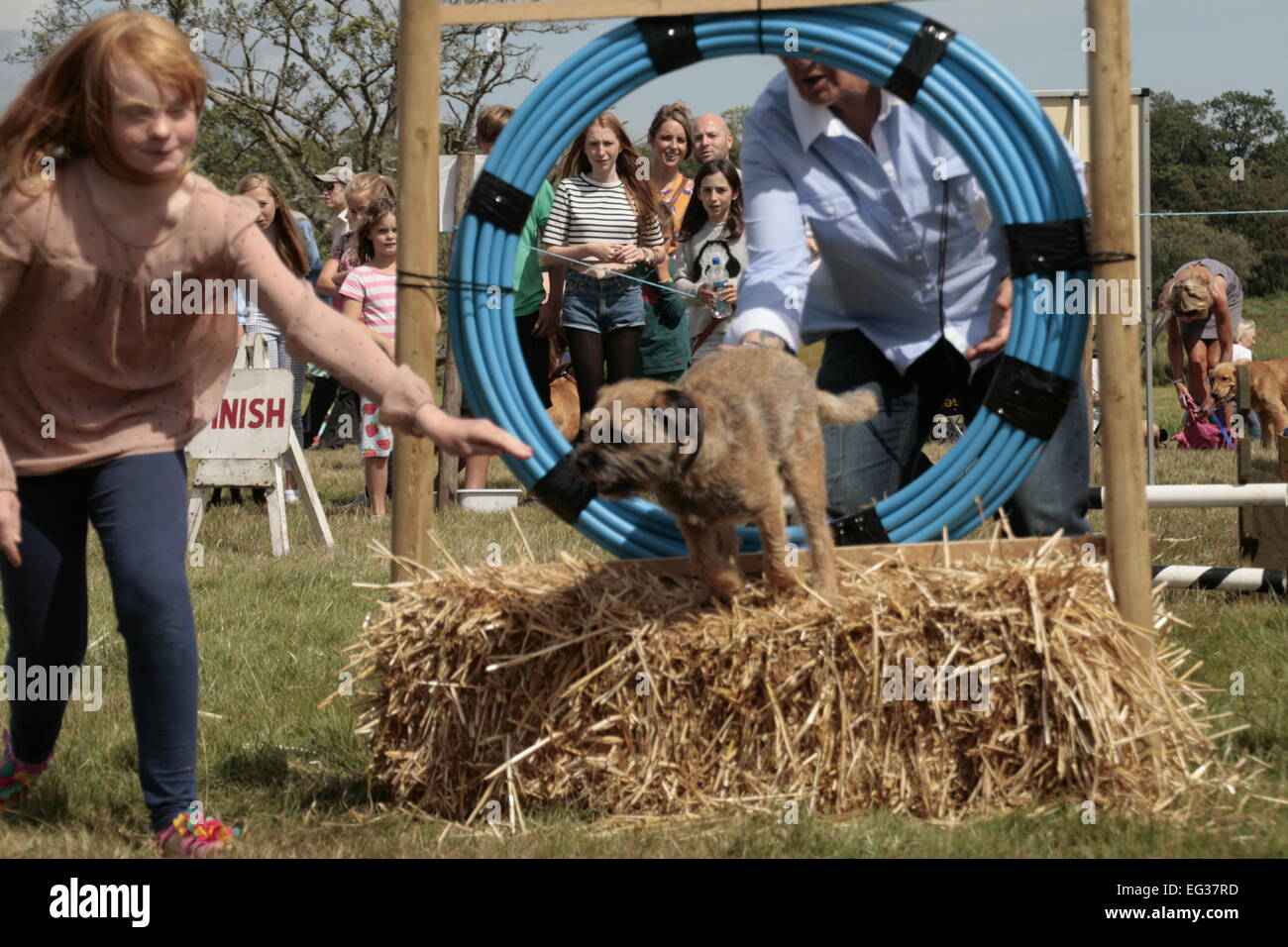 Dog agility at the Ellingham & Ringwood Agricultural Show Stock Photo ...