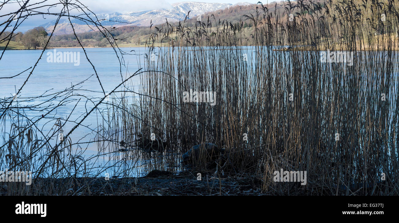 Common Reeds with Frozen Lake in Esthwaite Water Lake District National ...