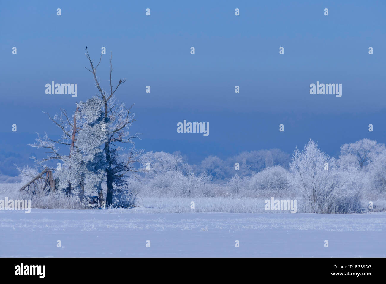 Rime on trees on a cold winter day, Upper Bavaria, Germany Stock Photo ...