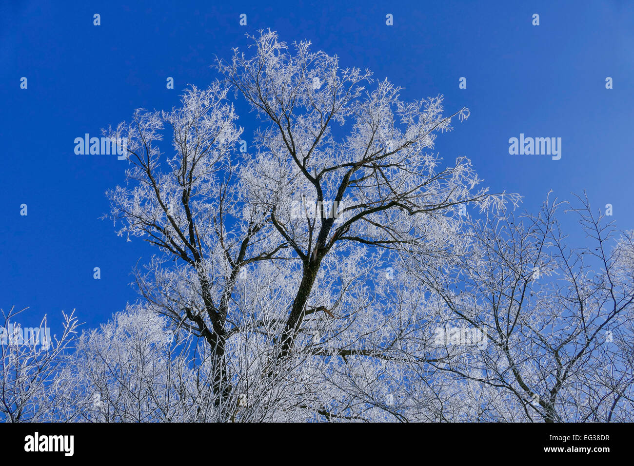Rime on trees on a cold winter day, Upper Bavaria, Germany Stock Photo ...
