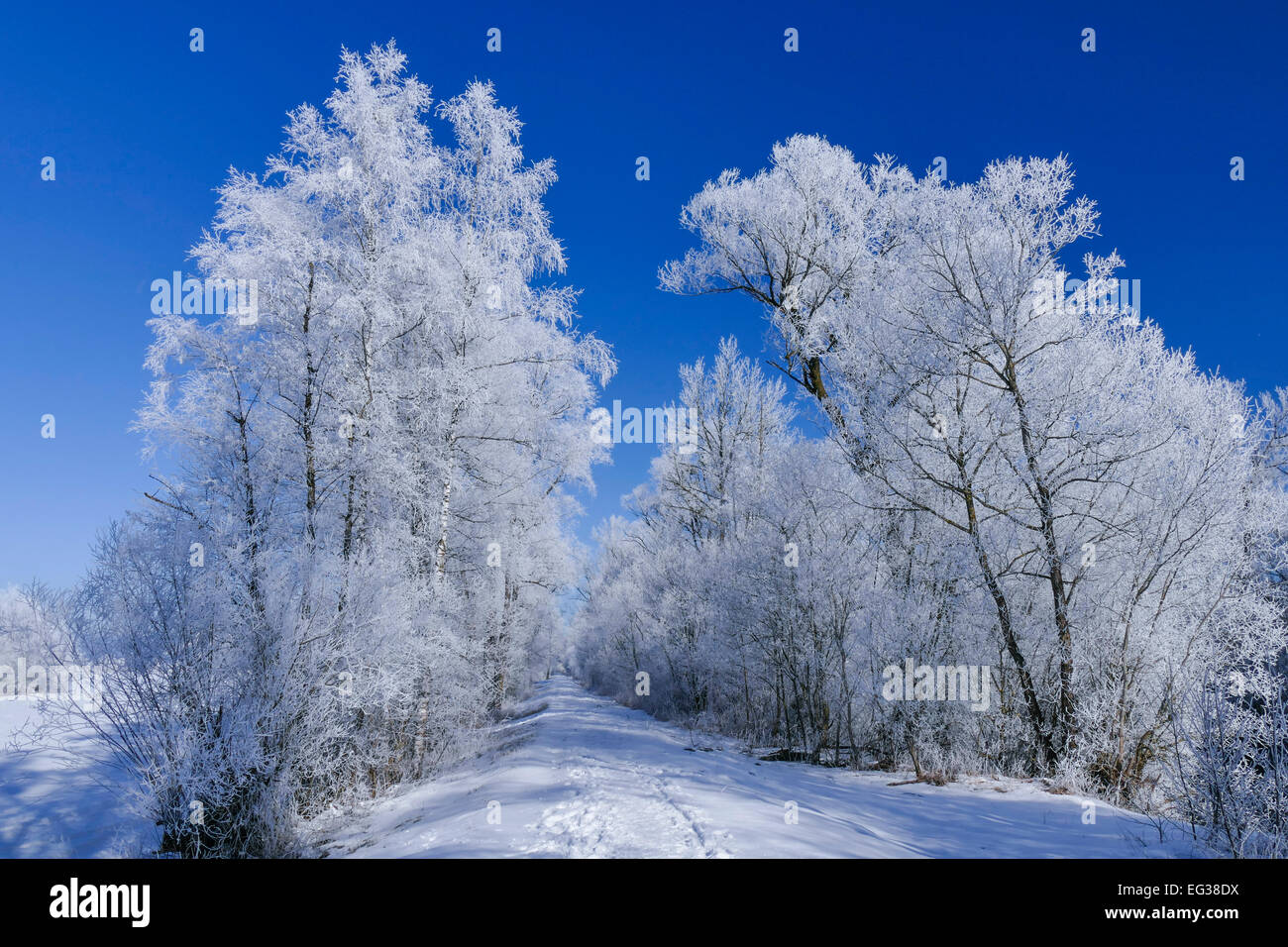 Rime on trees on a cold winter day, Upper Bavaria, Germany Stock Photo ...