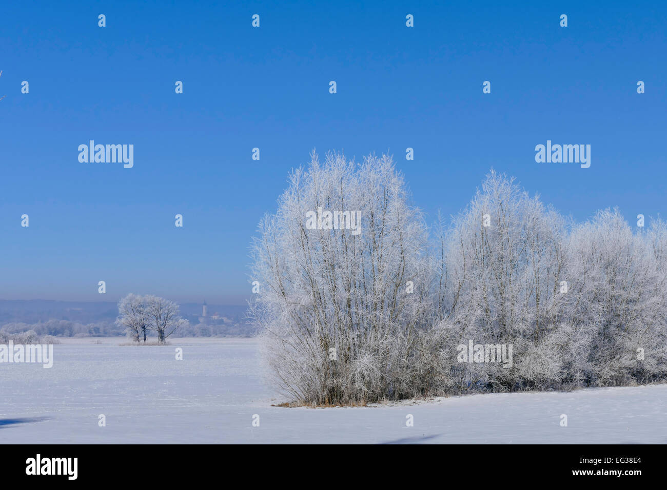 Rime on trees on a cold winter day, Upper Bavaria, Germany Stock Photo ...