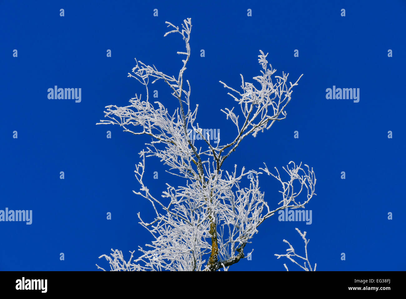 Rime on trees on a cold winter day, Upper Bavaria, Germany Stock Photo ...