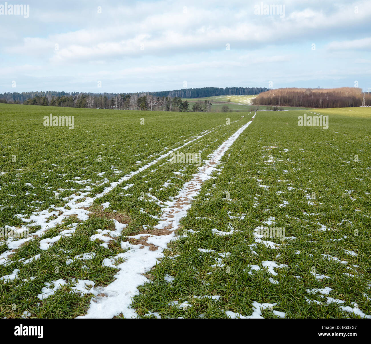 Field with winter crops in late winter Stock Photo - Alamy