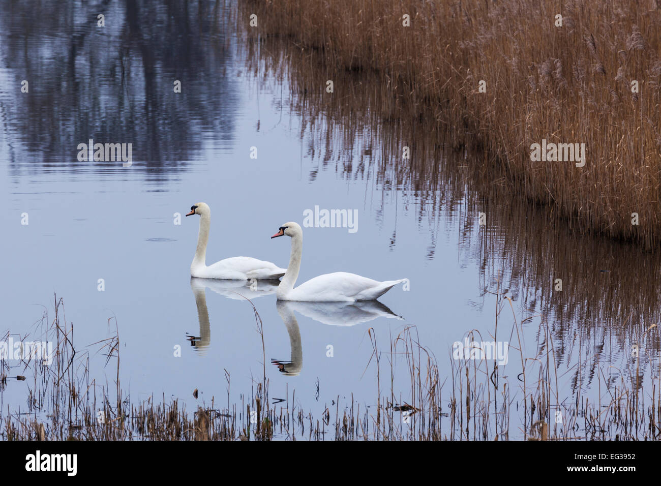 Swans in Hen Reed Beds Stock Photo - Alamy