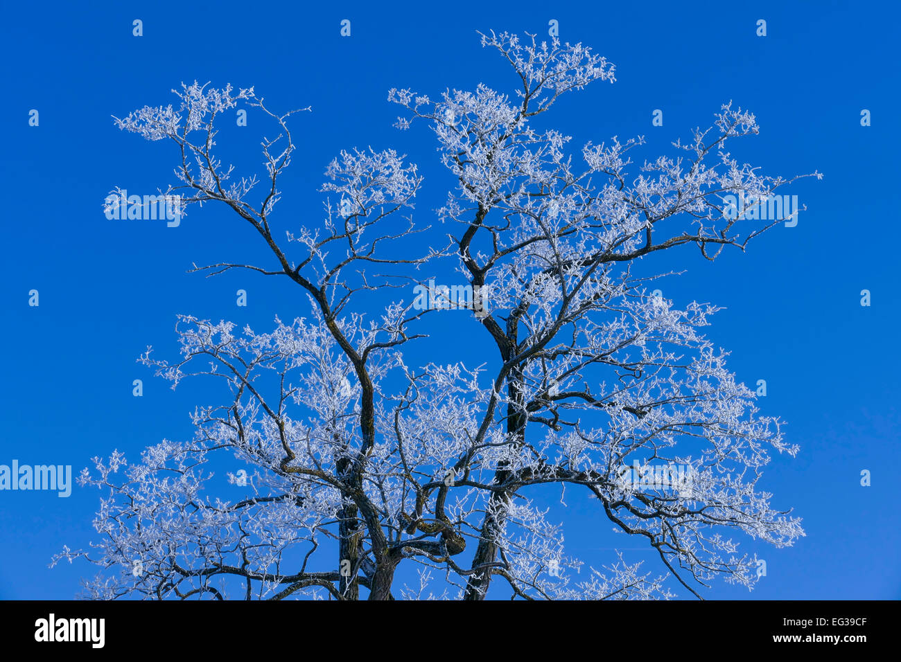 Rime on trees on a cold winter day, Upper Bavaria, Germany Stock Photo ...