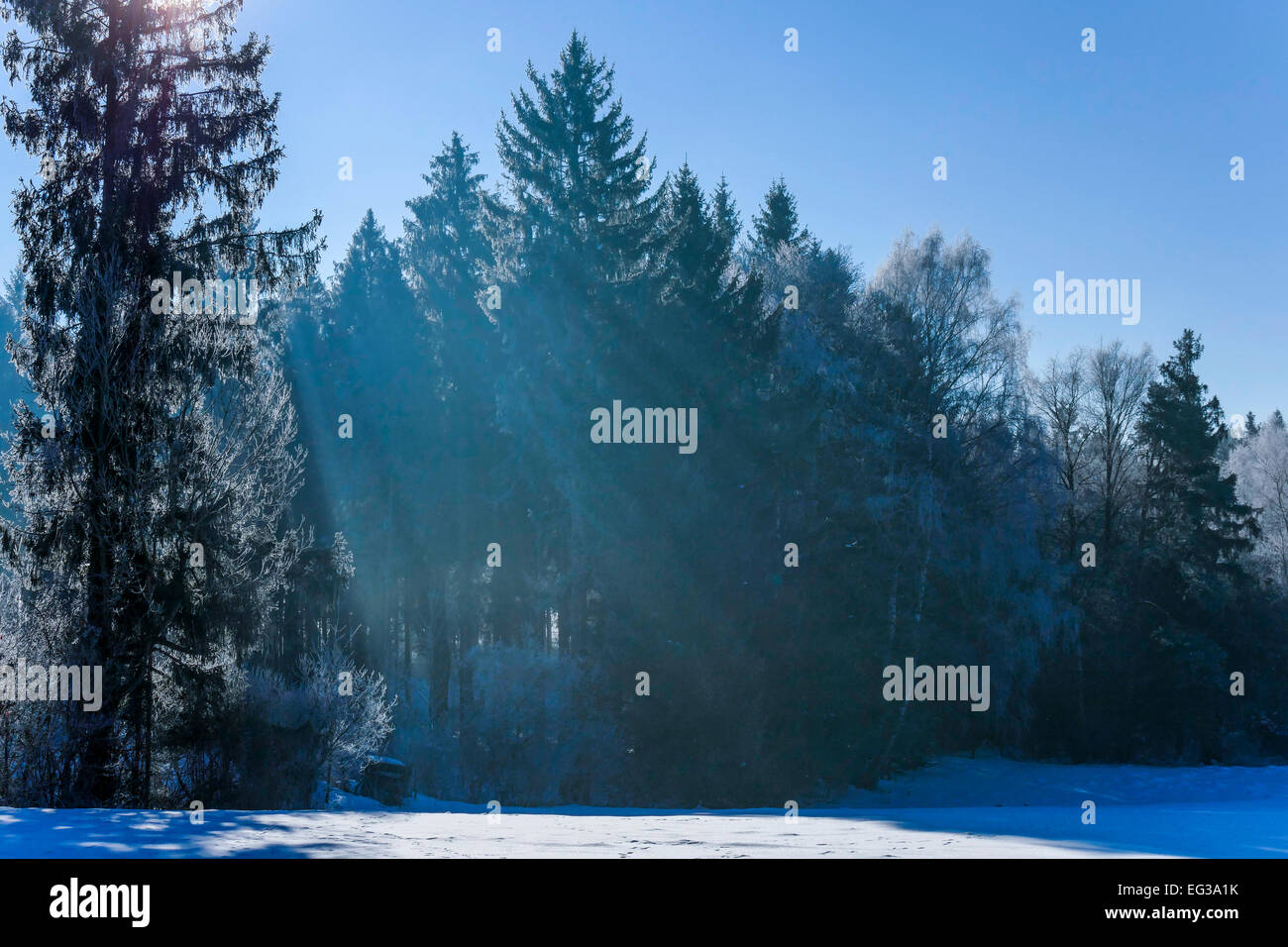 Sun rays, sun shining through a tree in winter Stock Photo - Alamy