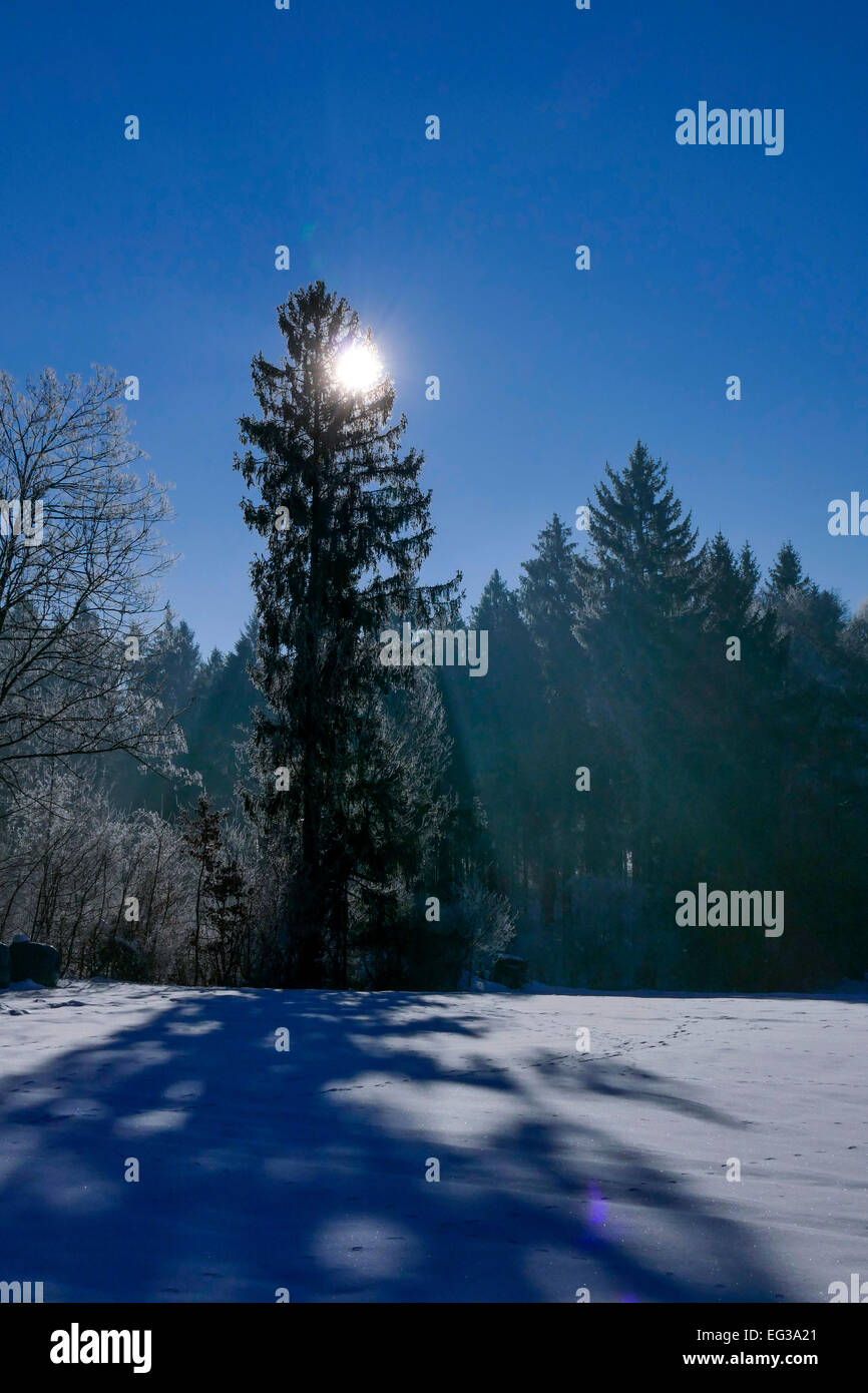 Sun rays, sun shining through a tree in winter Stock Photo - Alamy