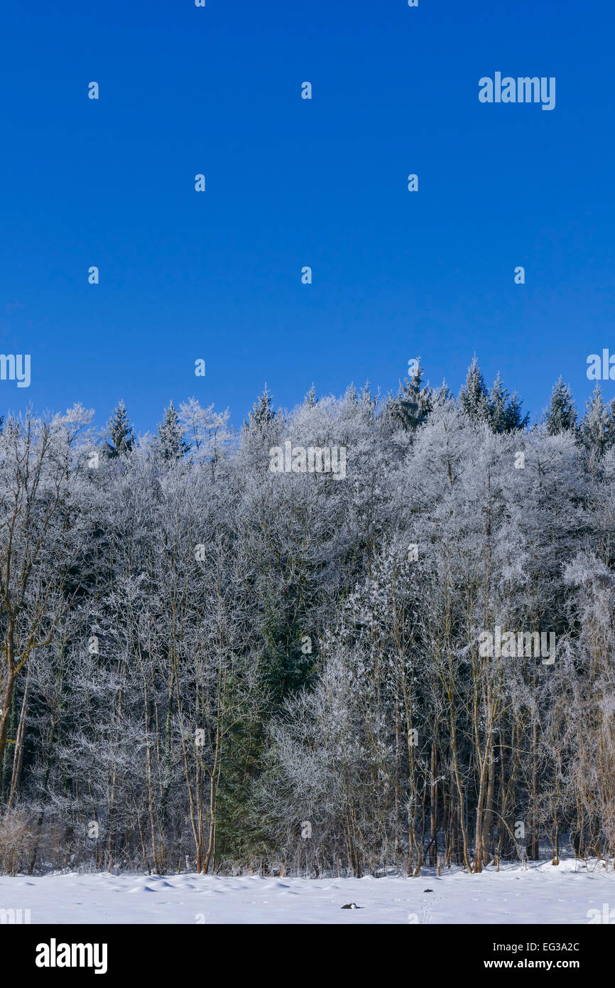 Rime on trees on a cold winter day, Upper Bavaria, Germany Stock Photo ...