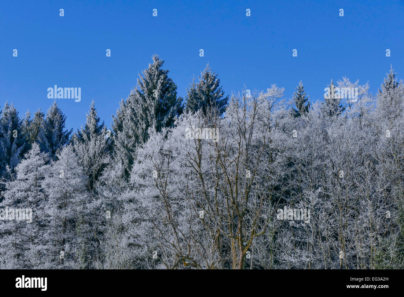Rime on trees on a cold winter day, Upper Bavaria, Germany Stock Photo ...