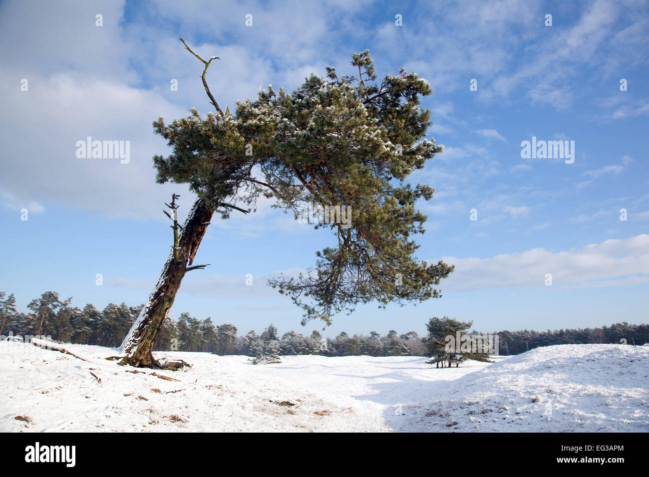 old bent pine tree in beautiful winter landscape with snow near Zeist ...
