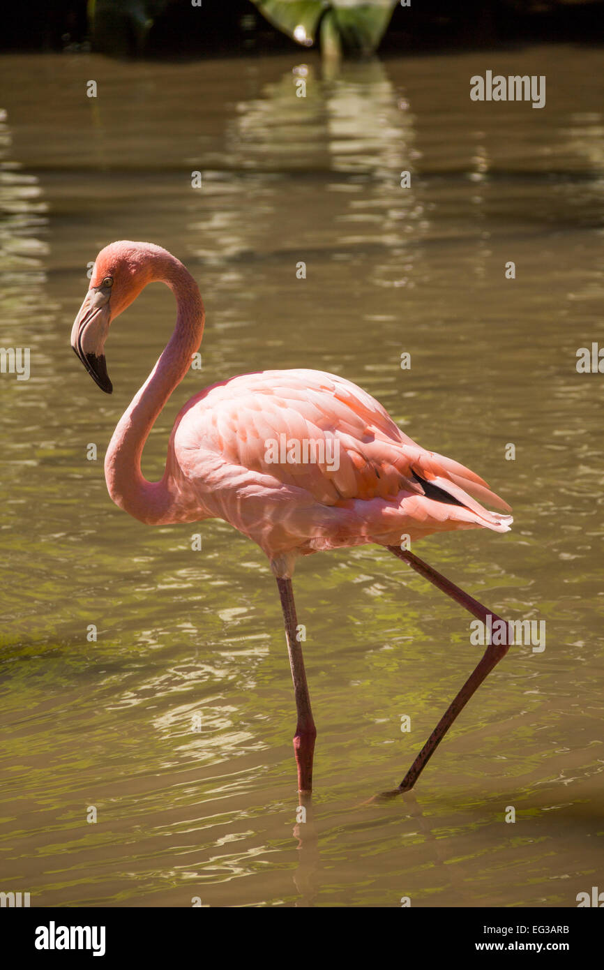 Skinny long neck hi-res stock photography and images - Alamy