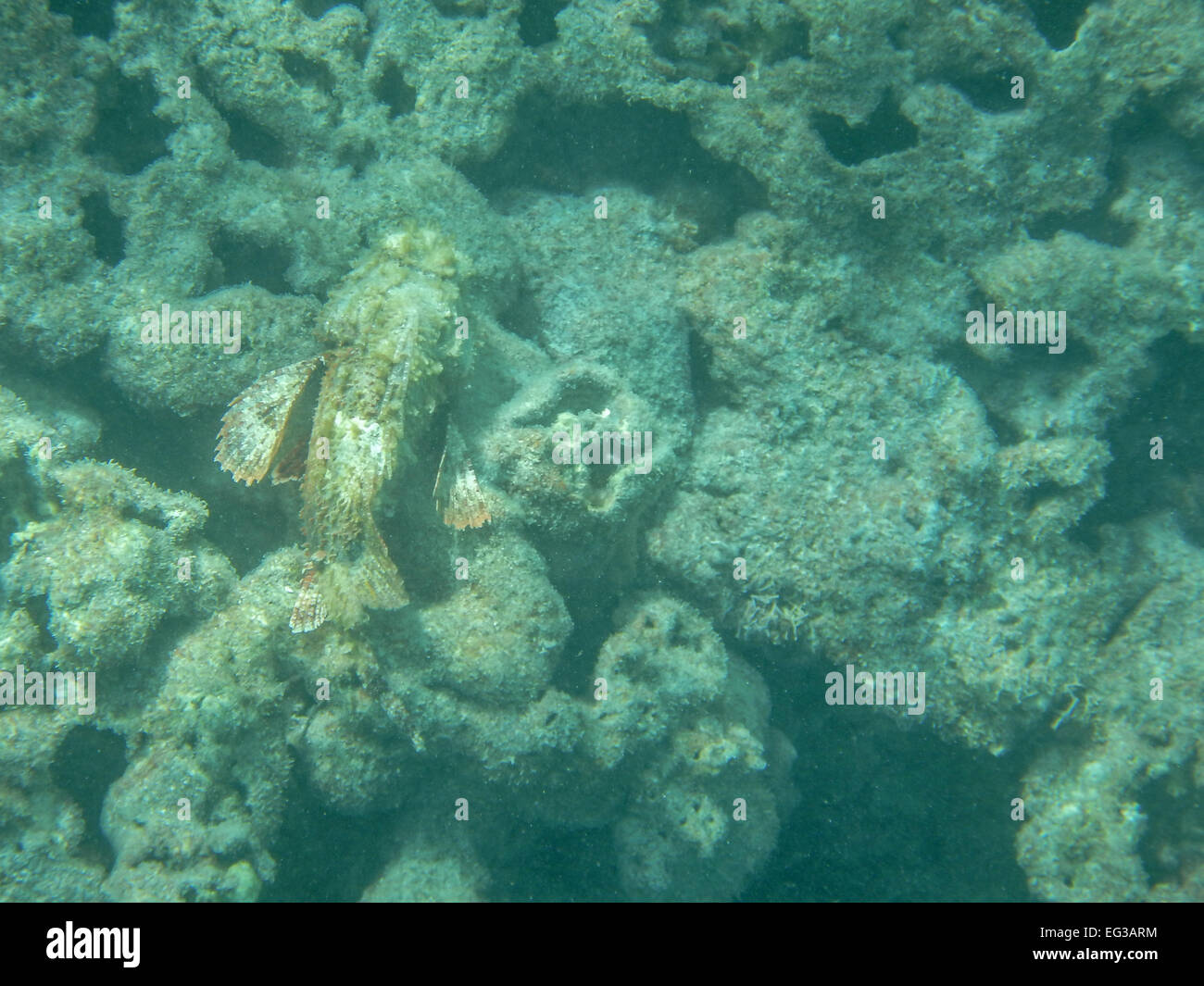 A strange looking but well-camouflaged saltwater fish in a coral reef ...