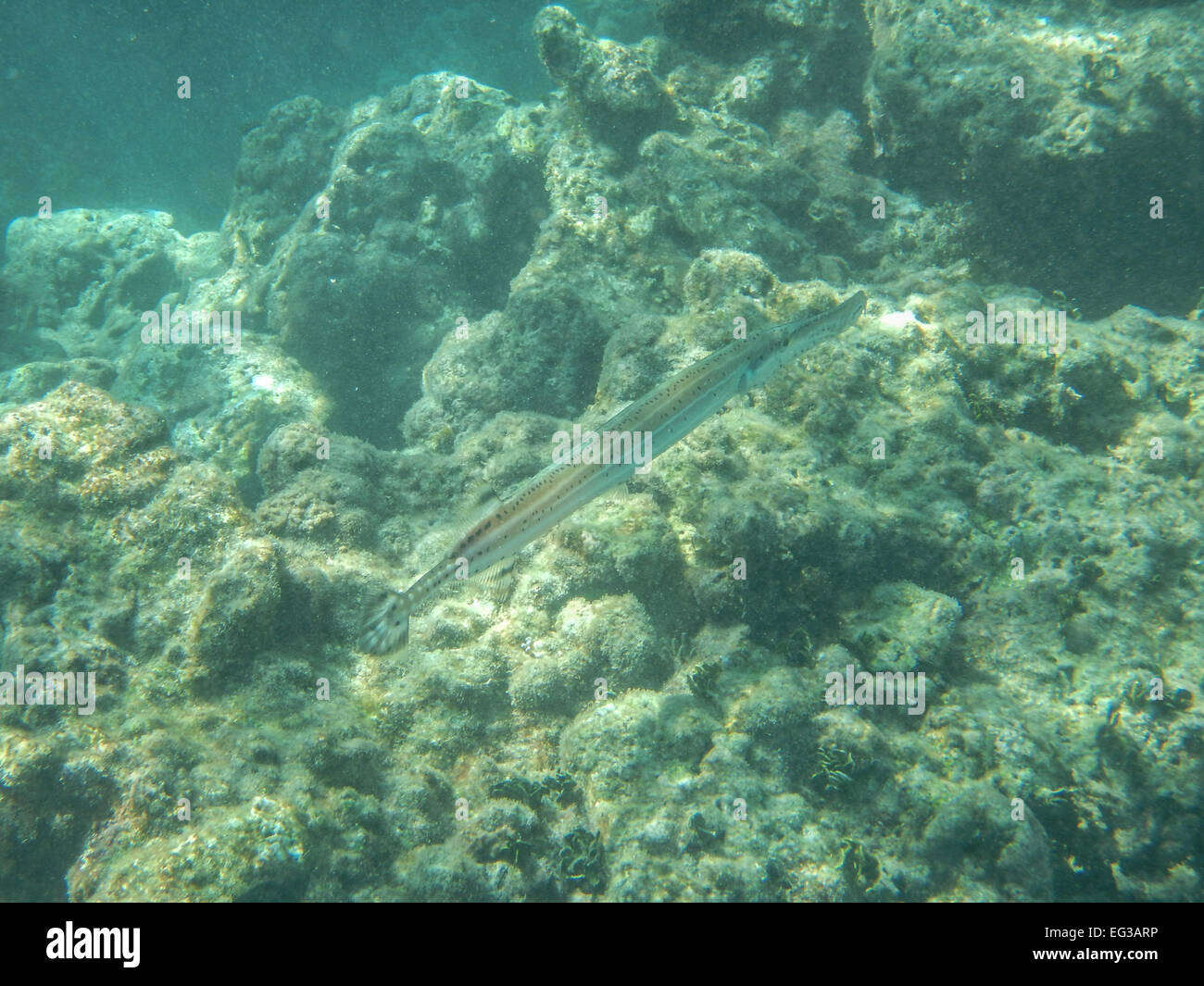 A long, skinny saltwater tropical fish in a coral reef off of Catalina ...
