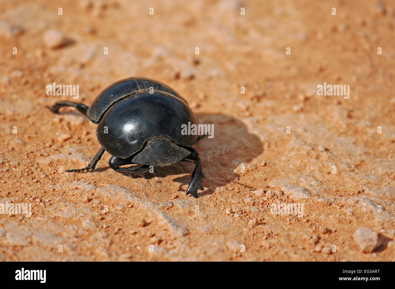 Dung beetle scarabaeus hi-res stock photography and images - Alamy