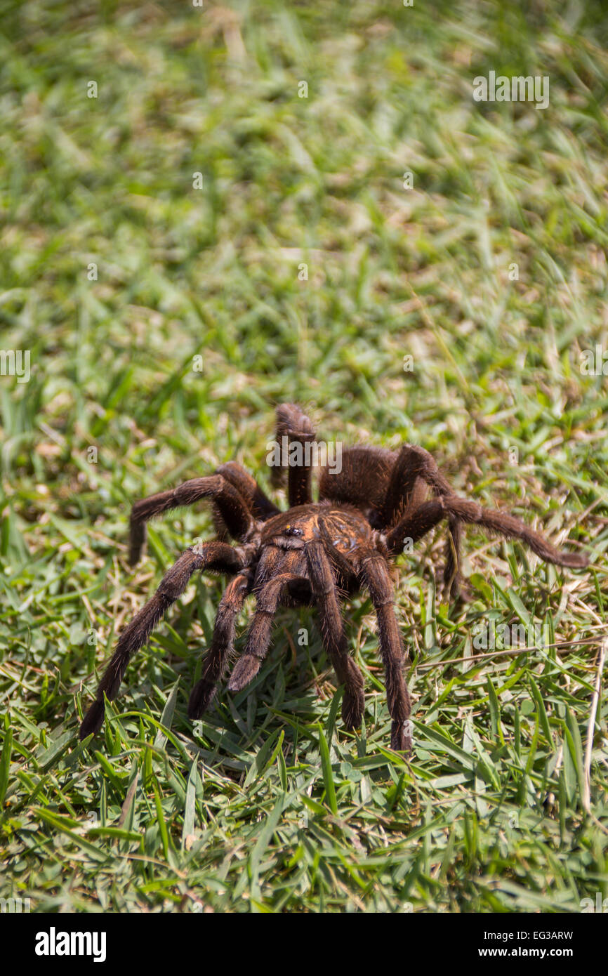 Spider in the dominican republic hi-res stock photography and images ...