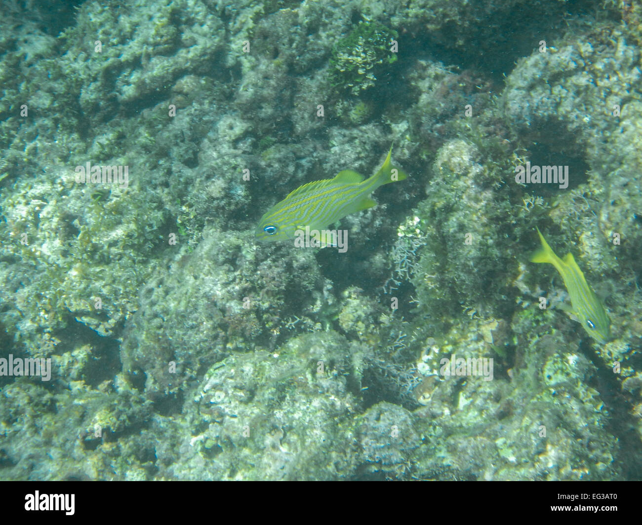 Two yellow tropical fish swim in an ocean reef Stock Photo - Alamy