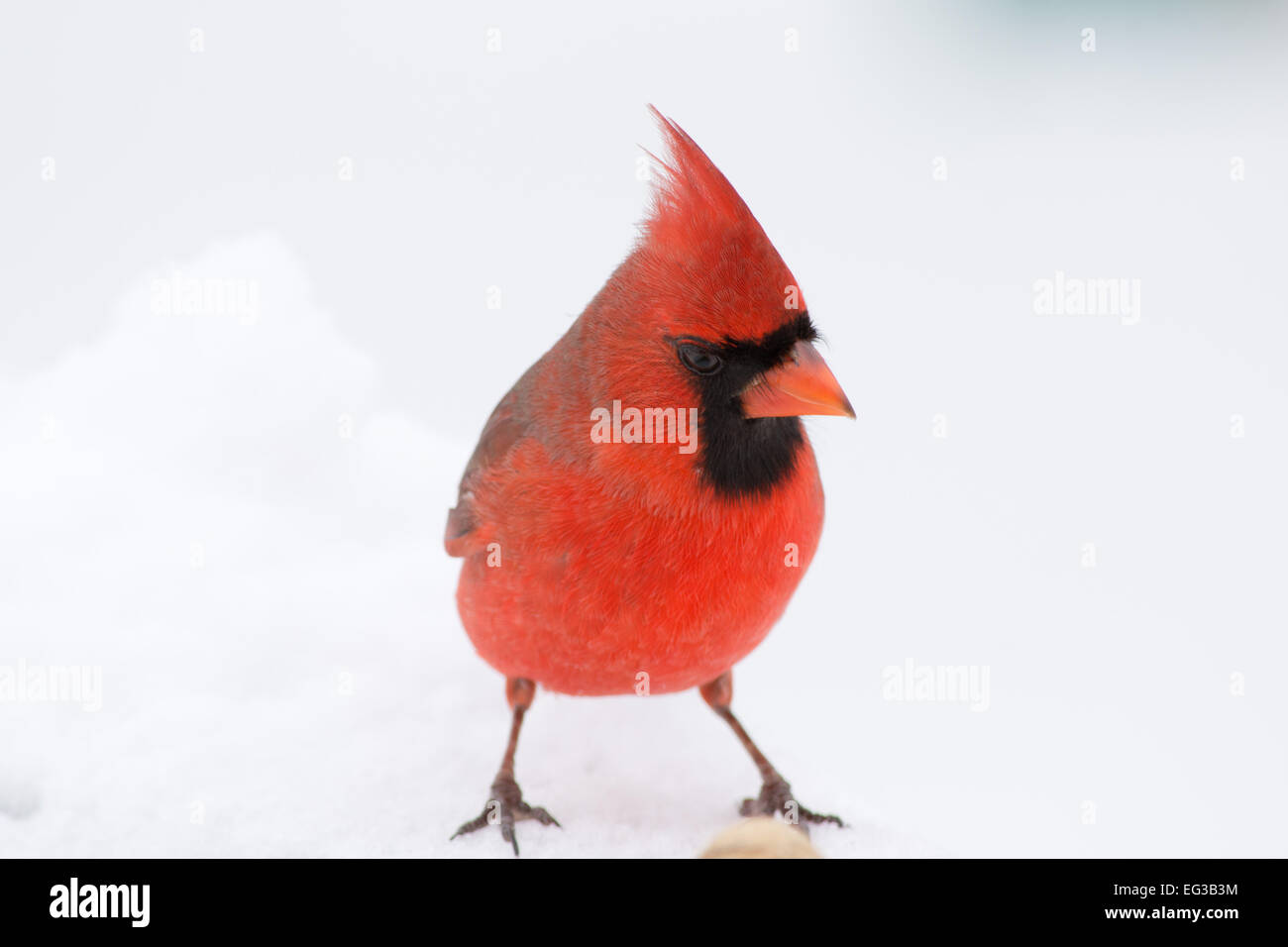 Red cardinal snow hi-res stock photography and images - Alamy