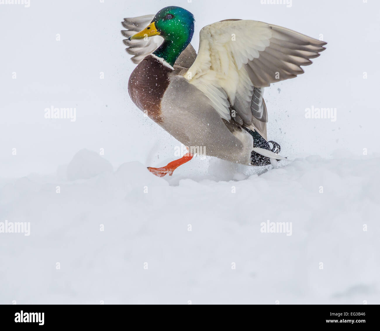 Male Mallard Duck coming in for a landing Stock Photo - Alamy