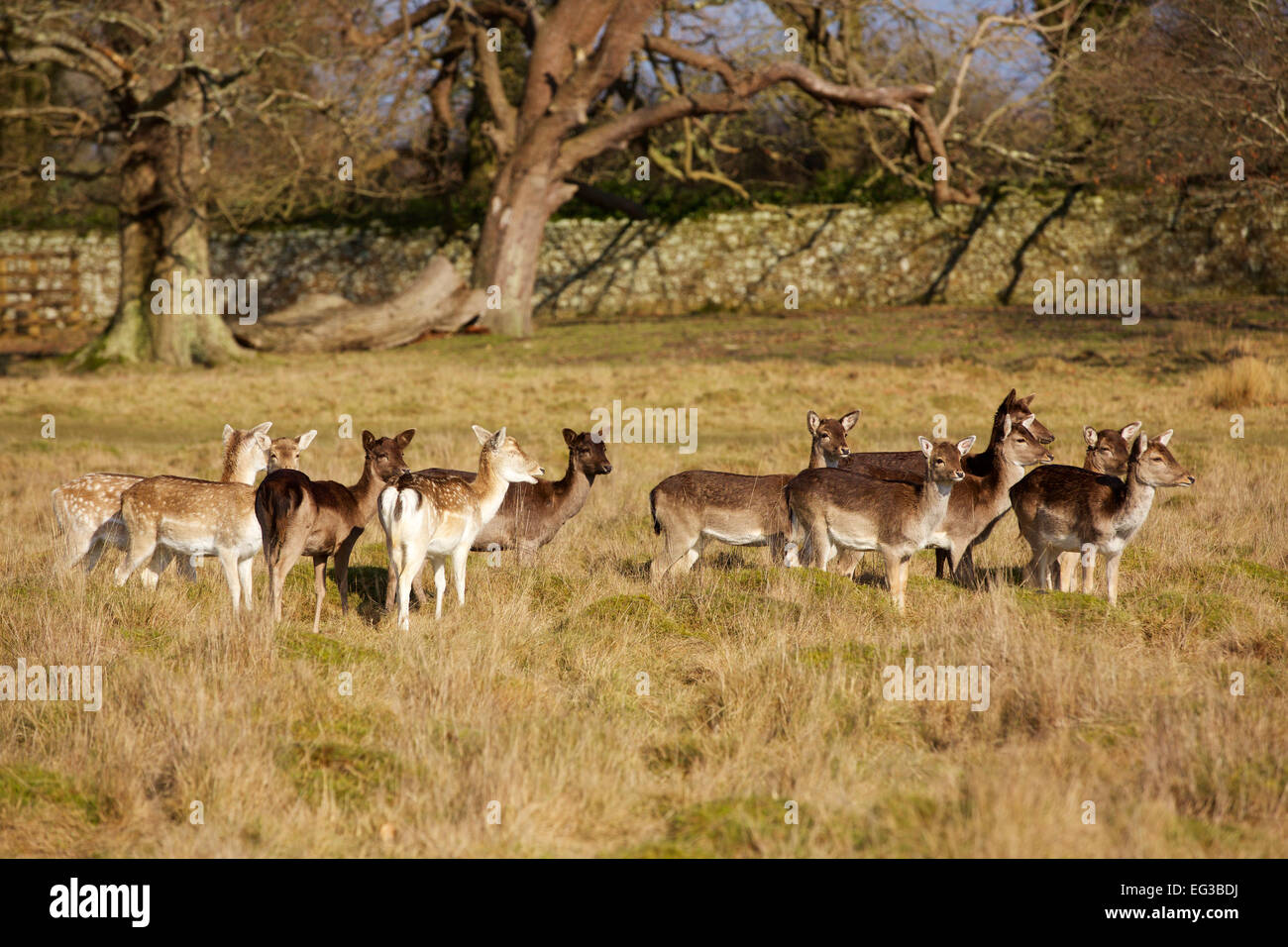 Herd of Fallow Deer Stock Photo - Alamy