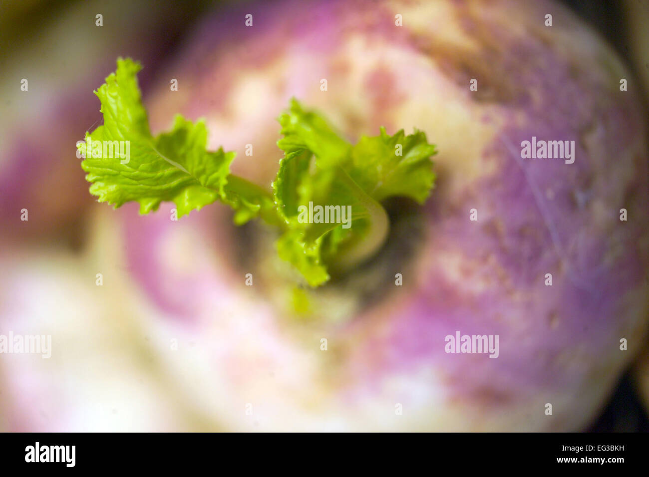 Close up of purple turnip Stock Photo - Alamy