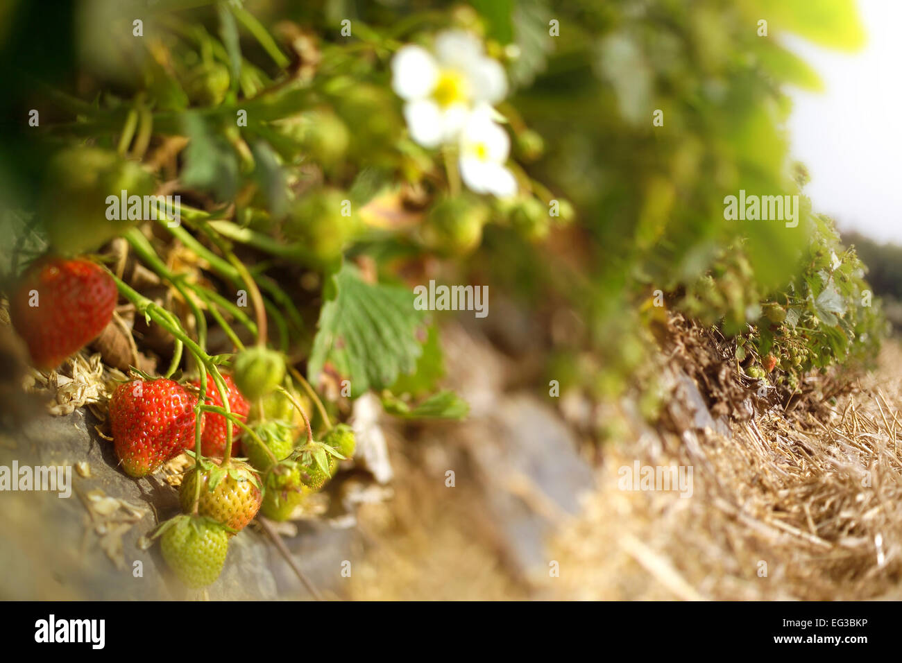 Fresh strawberries in field Stock Photo - Alamy