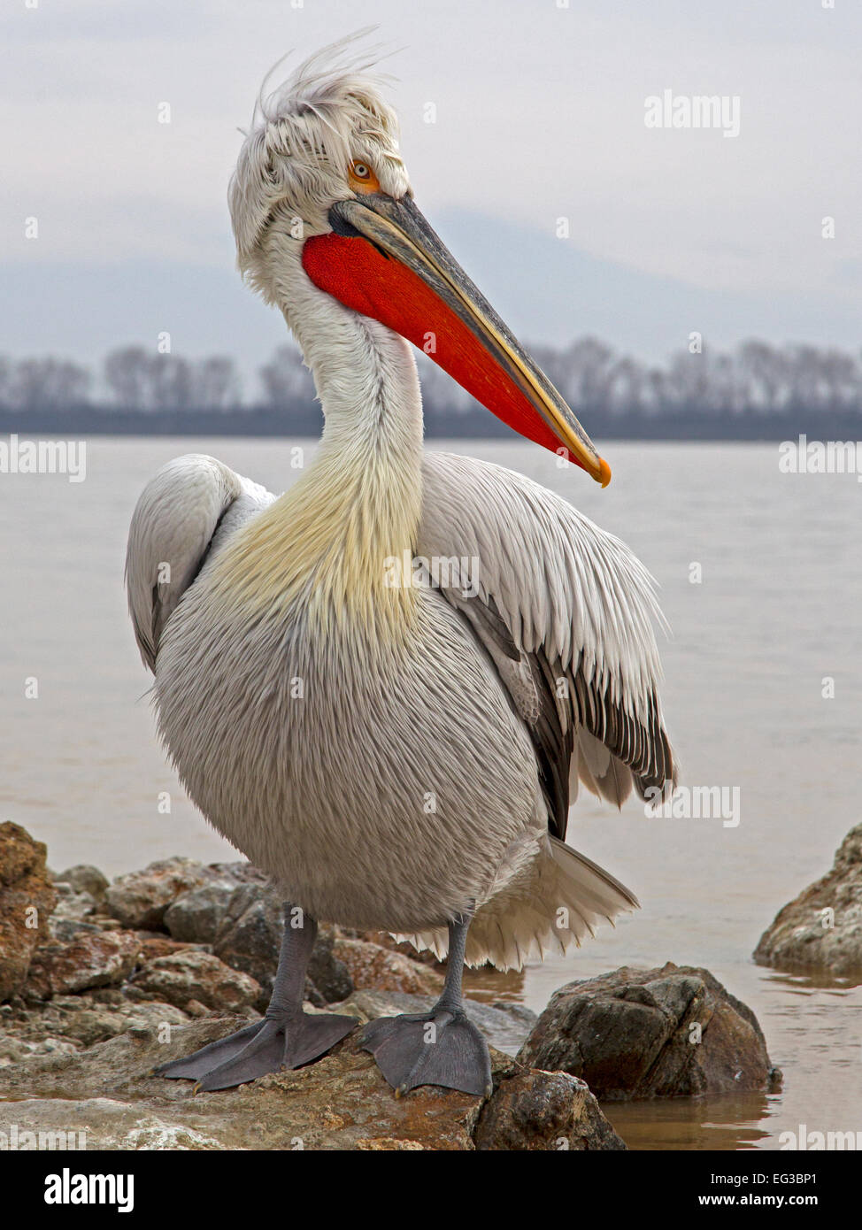 Pelican standing hi-res stock photography and images - Alamy